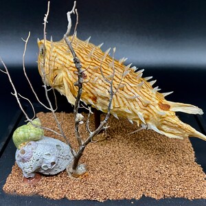 Real Striped Blowfish Ocean Diorama in Clear Display Case - Etsy