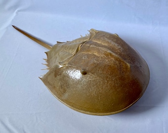 Horseshoe Crab Shell - Etsy