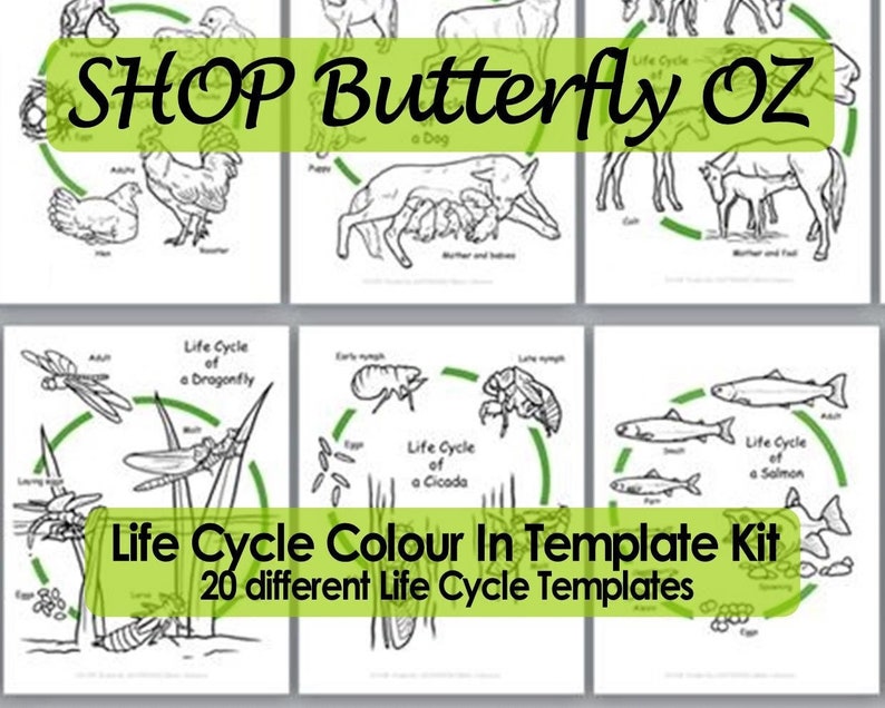 Life Cycle Colouring in Template Kit - Etsy