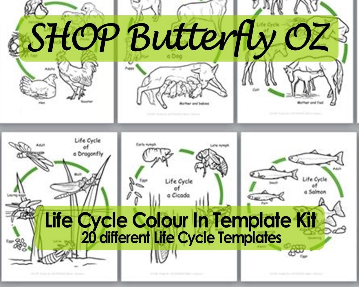 Life Cycle Colouring in Template Kit - Etsy