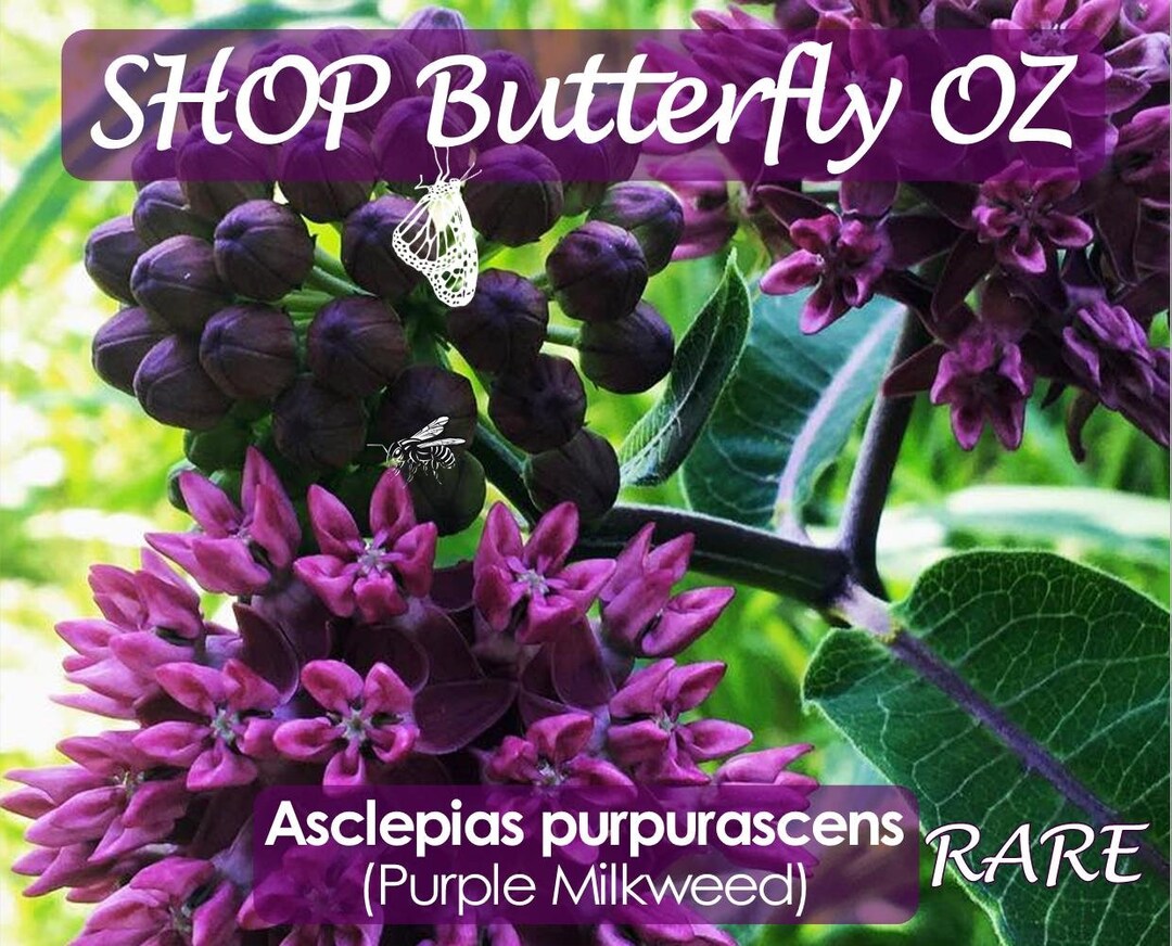 RARE Purple Milkweed Seed asclepias Purpurascens 1 Seed - Etsy Australia