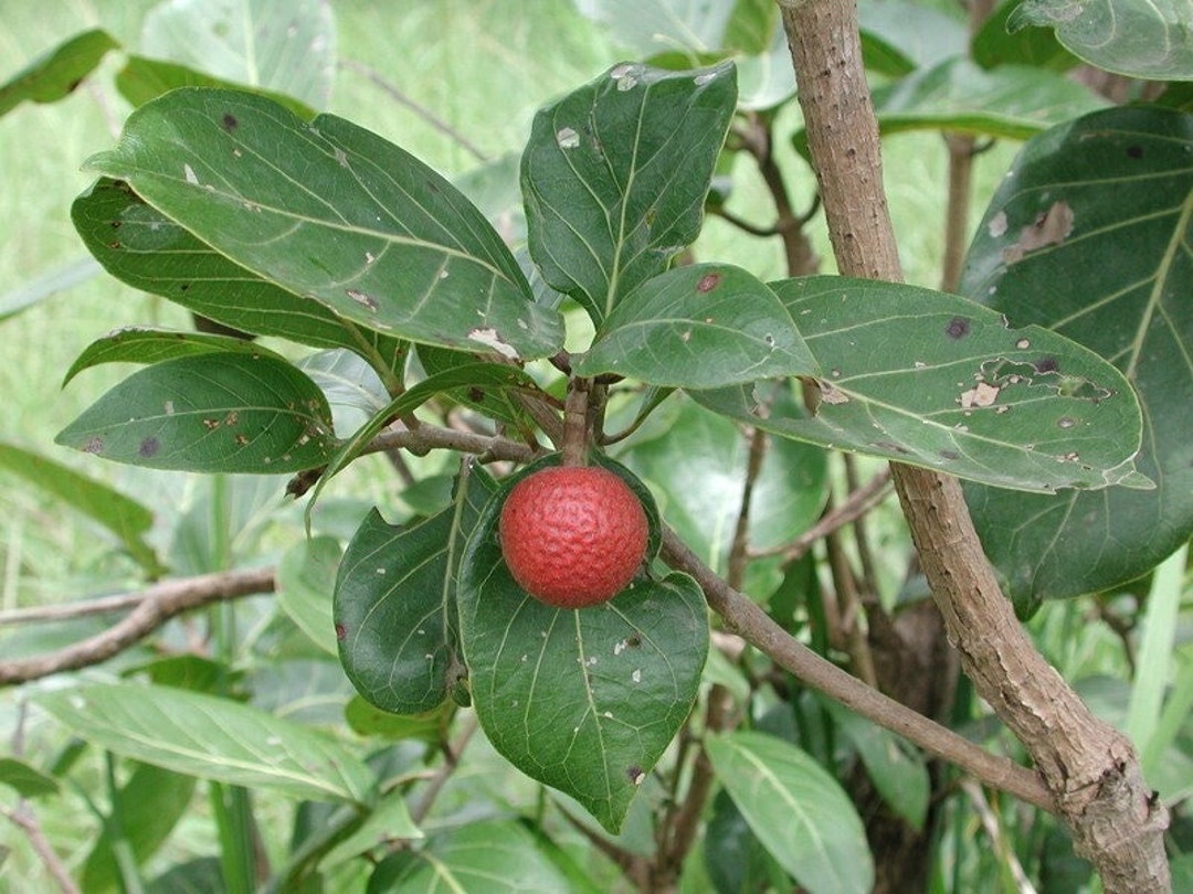 RARE - African Peach Seeds - Nauclea Latifolia - Etsy