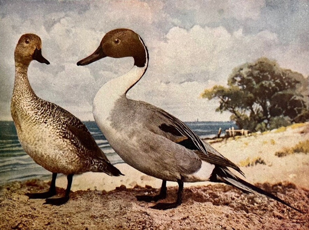 Vintage Print of Pin-tail Duck - Etsy
