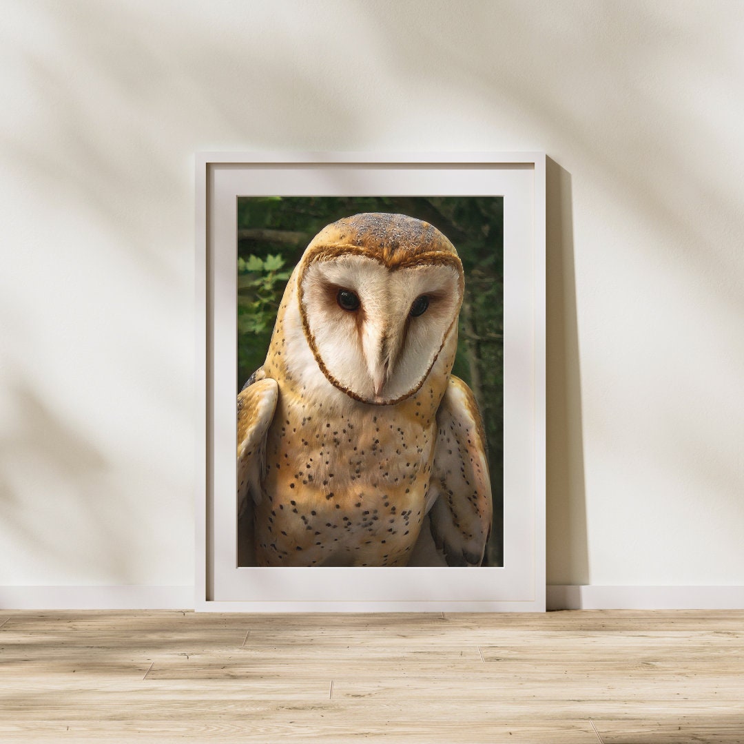 Barn Owl Print| Digital Art Print| Owl Nature Print| Michigan ...