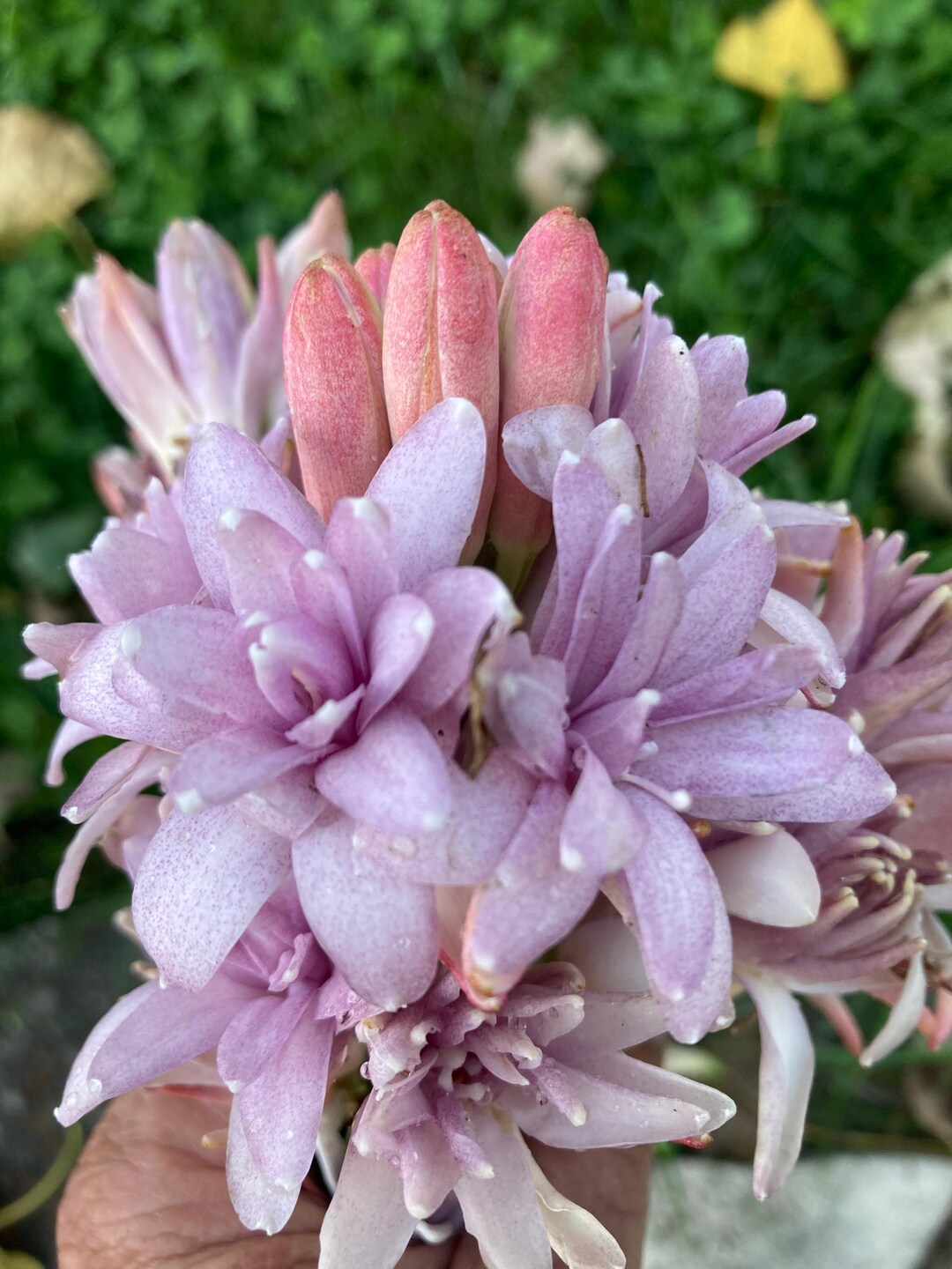 3 Double Pink Tuberose (sapphire) RARE Healthy! - Etsy