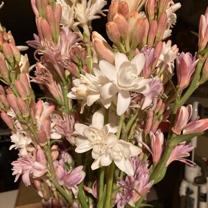 Tuberose Variety 4 Pack Fragrant Stunning USA - Etsy