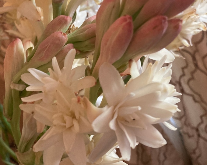 Double Tuberose the Pearl, Rajnigandha, Agave Amica Aka Polianthes ...