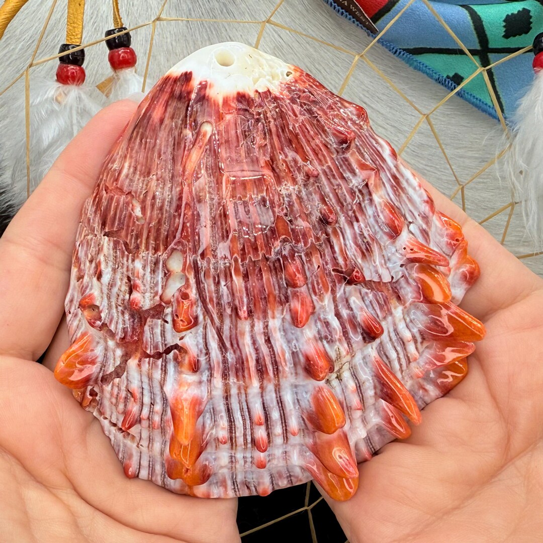 Natural SPINY OYSTER Shell With Hole Drilled to Make a Pendant ...
