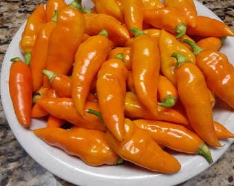 30+ Sweet Datil Pepper Seeds - Florida Grown - Like a Datil but Without ...
