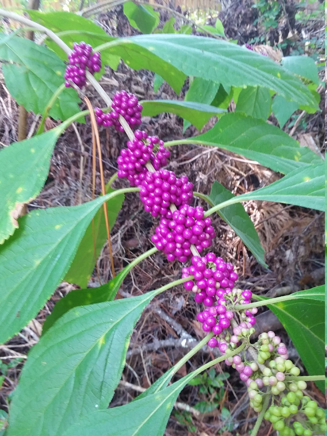 50 Seeds American Beautyberry - Florida Grown - Etsy