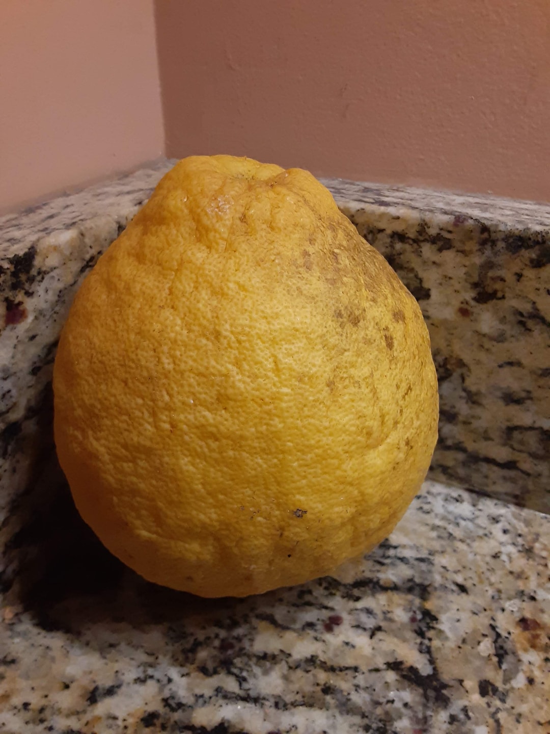 6 PONDEROSA LEMON Tree SEEDS Citrus Limon - Organically Grown in ...