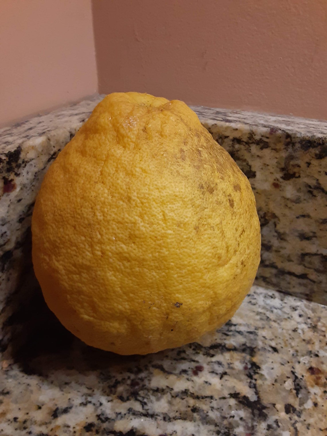 6 PONDEROSA LEMON Tree SEEDS Citrus Limon Organically Grown in Florida ...