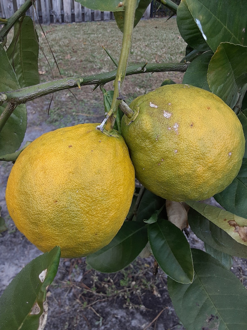 6 PONDEROSA LEMON Tree SEEDS Citrus Limon Organically Grown in Florida ...