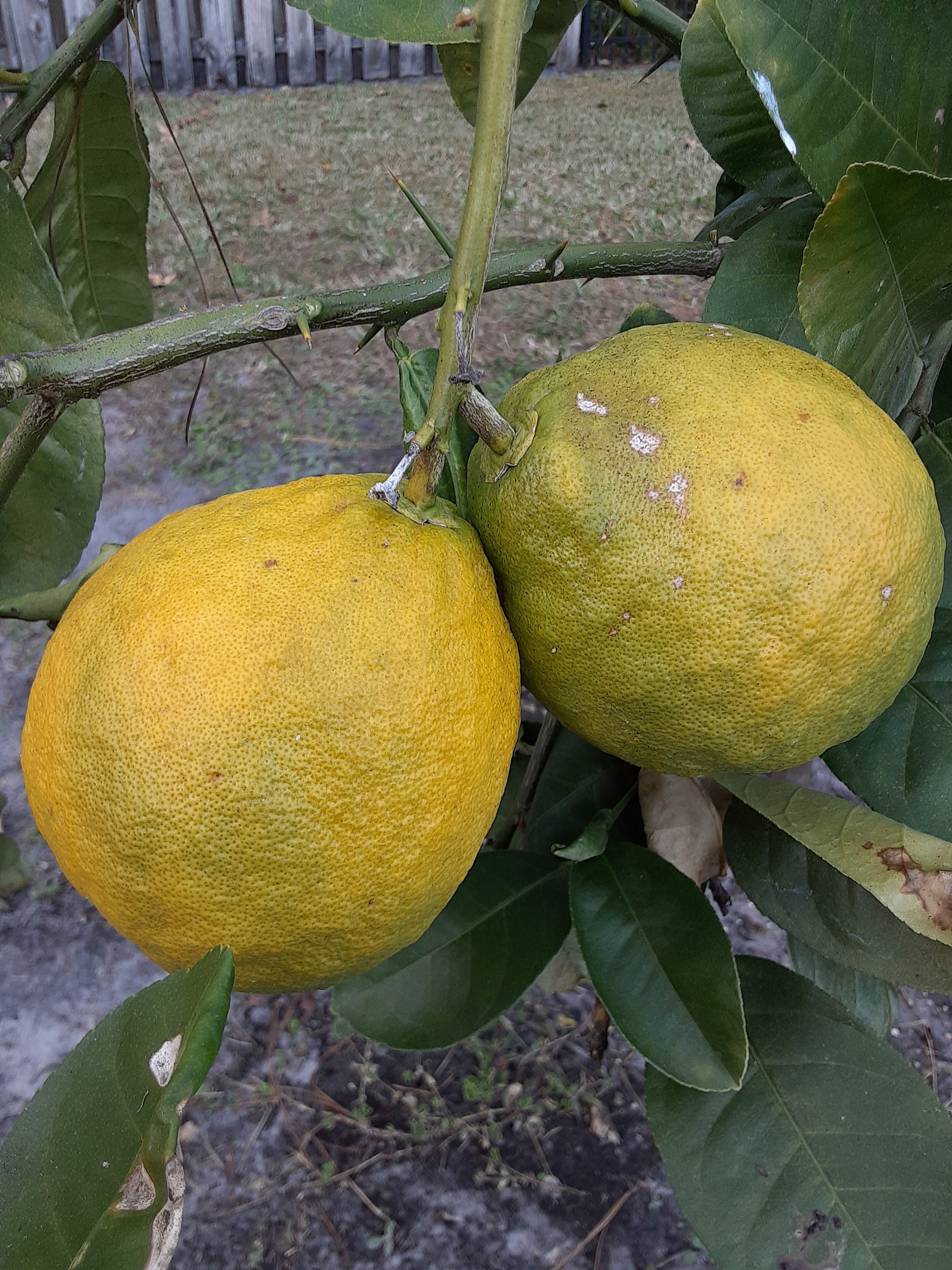 6 PONDEROSA LEMON Tree SEEDS Citrus Limon Organically Grown in Florida - Etsy