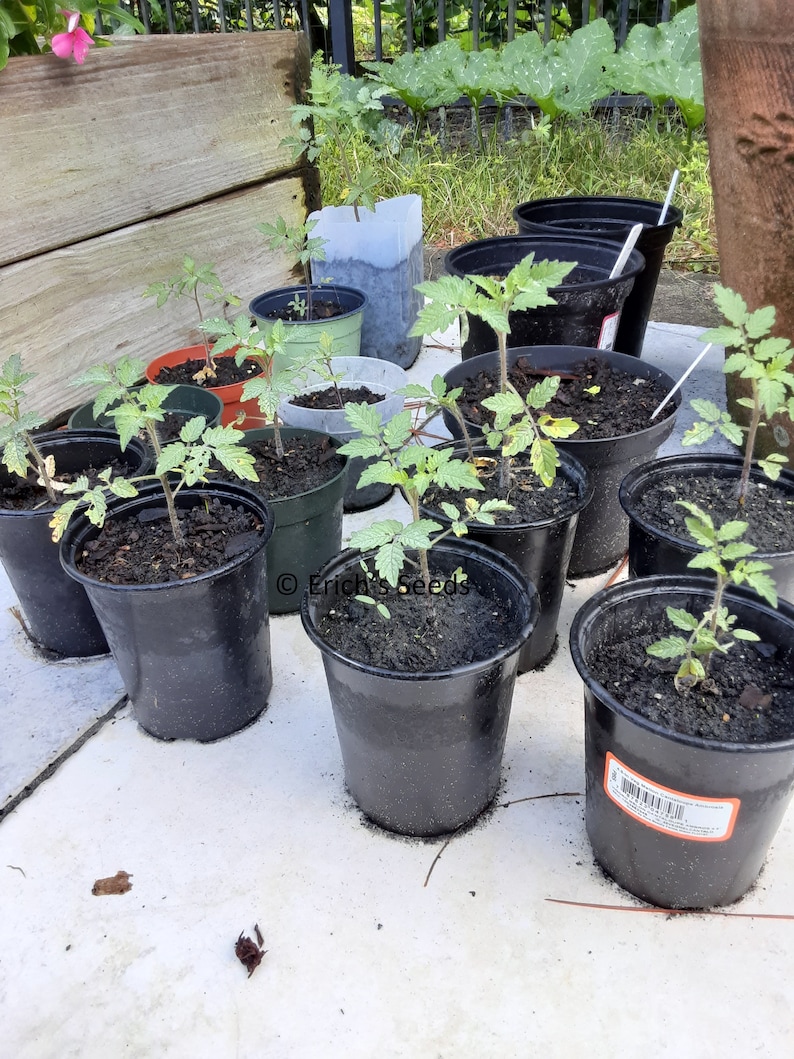 30 Everglades Tomato Seeds Grown in Florida - Etsy