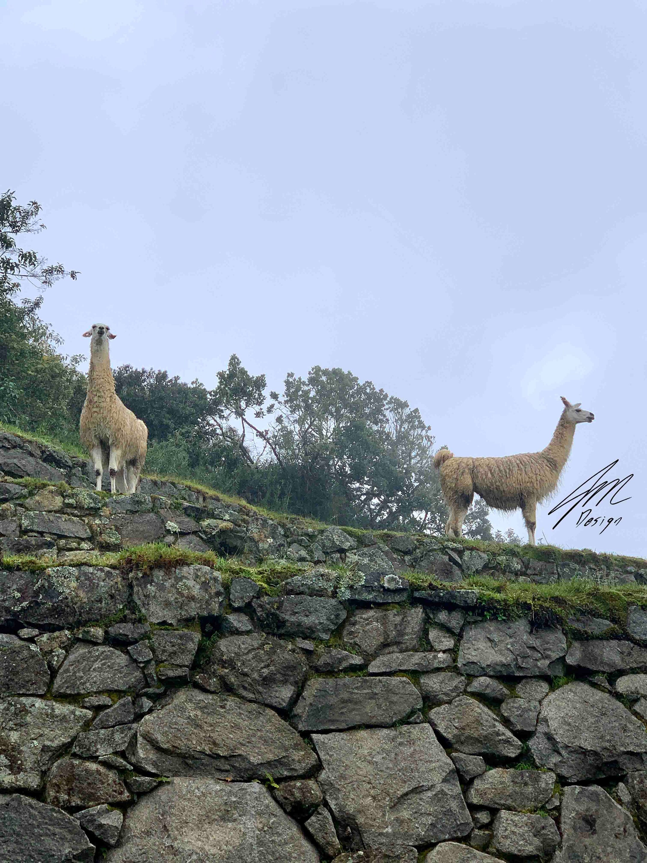 Machu Picchu Llamas Canvas Print - Peru Nature - Etsy