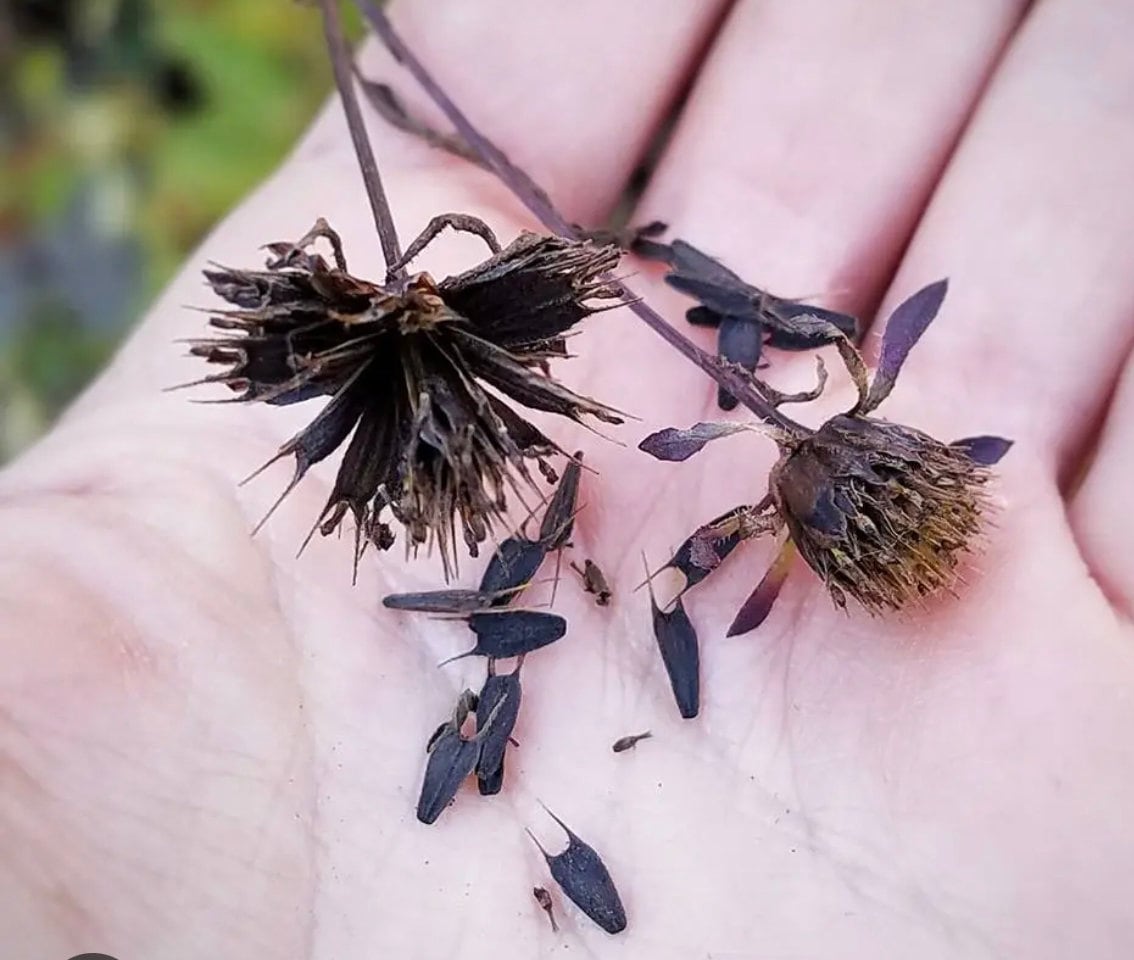 Bidens Frondosa Devils Beggartick Seeds - Etsy