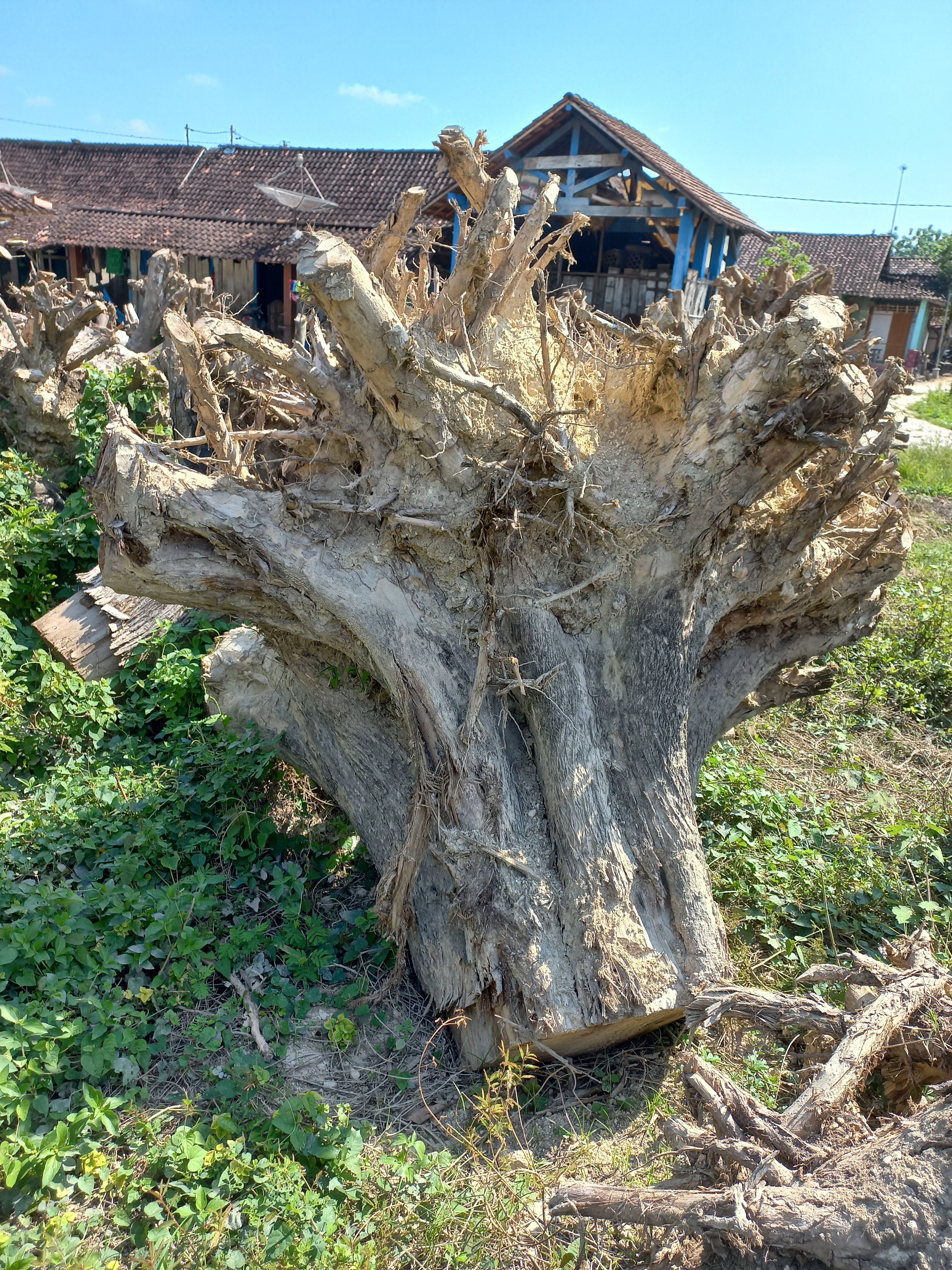 Sculptures Full Carved Teak Root Decor Wall Art Furniture With Stand - Etsy