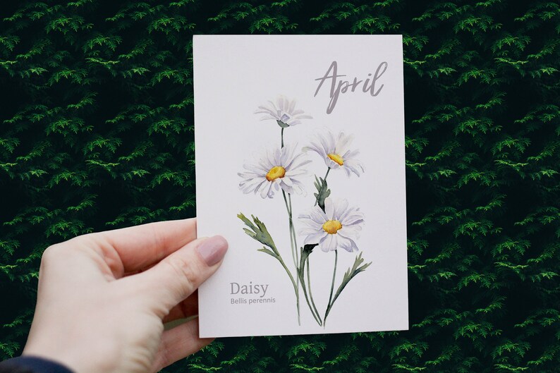 April Birthday Card, Birth Month Flower Greeting Card, Daisies Flower ...