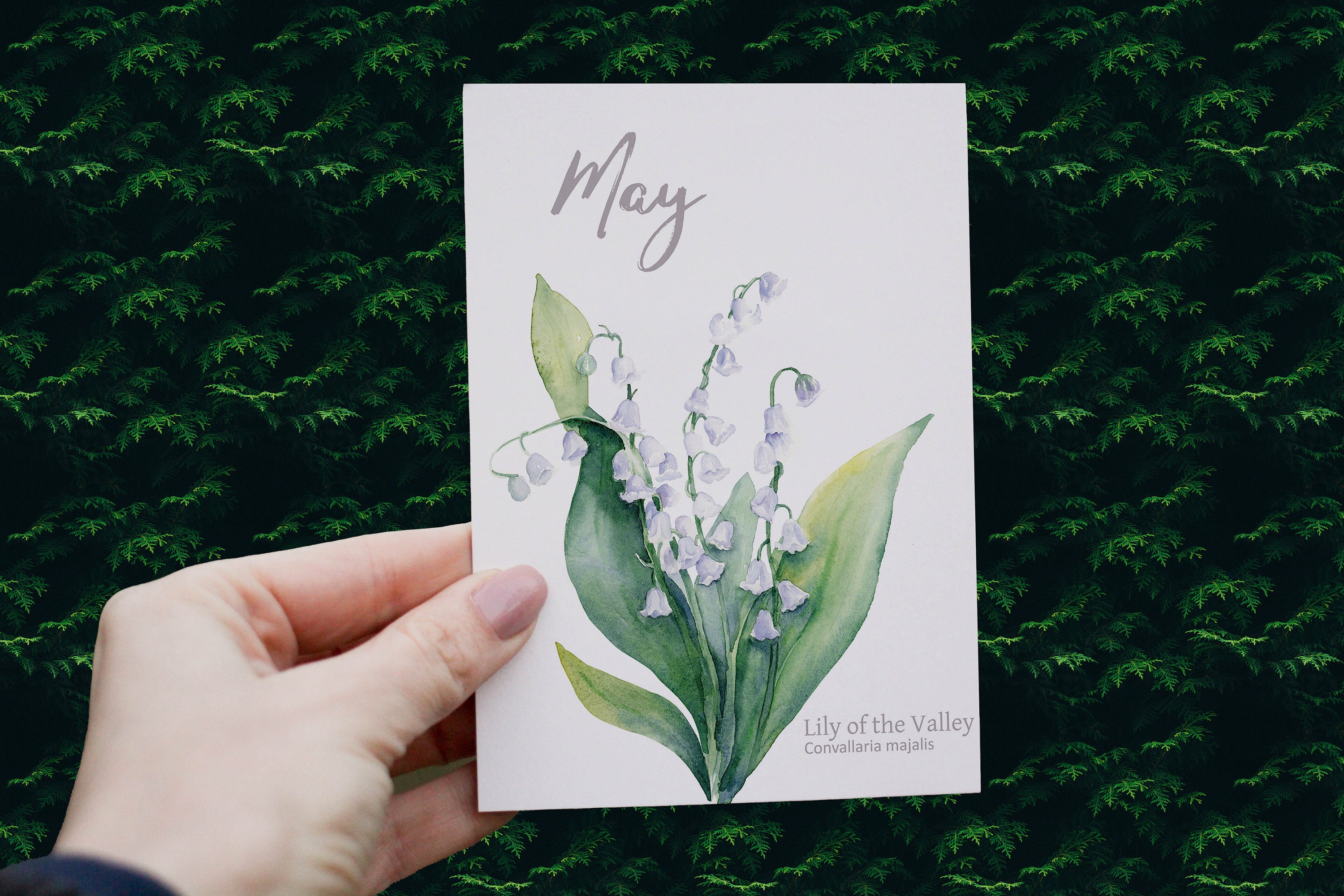 May Birthday Card, Birth Month Flower Greeting Card, Lily of the Valley Flower Card, Watercolor ...