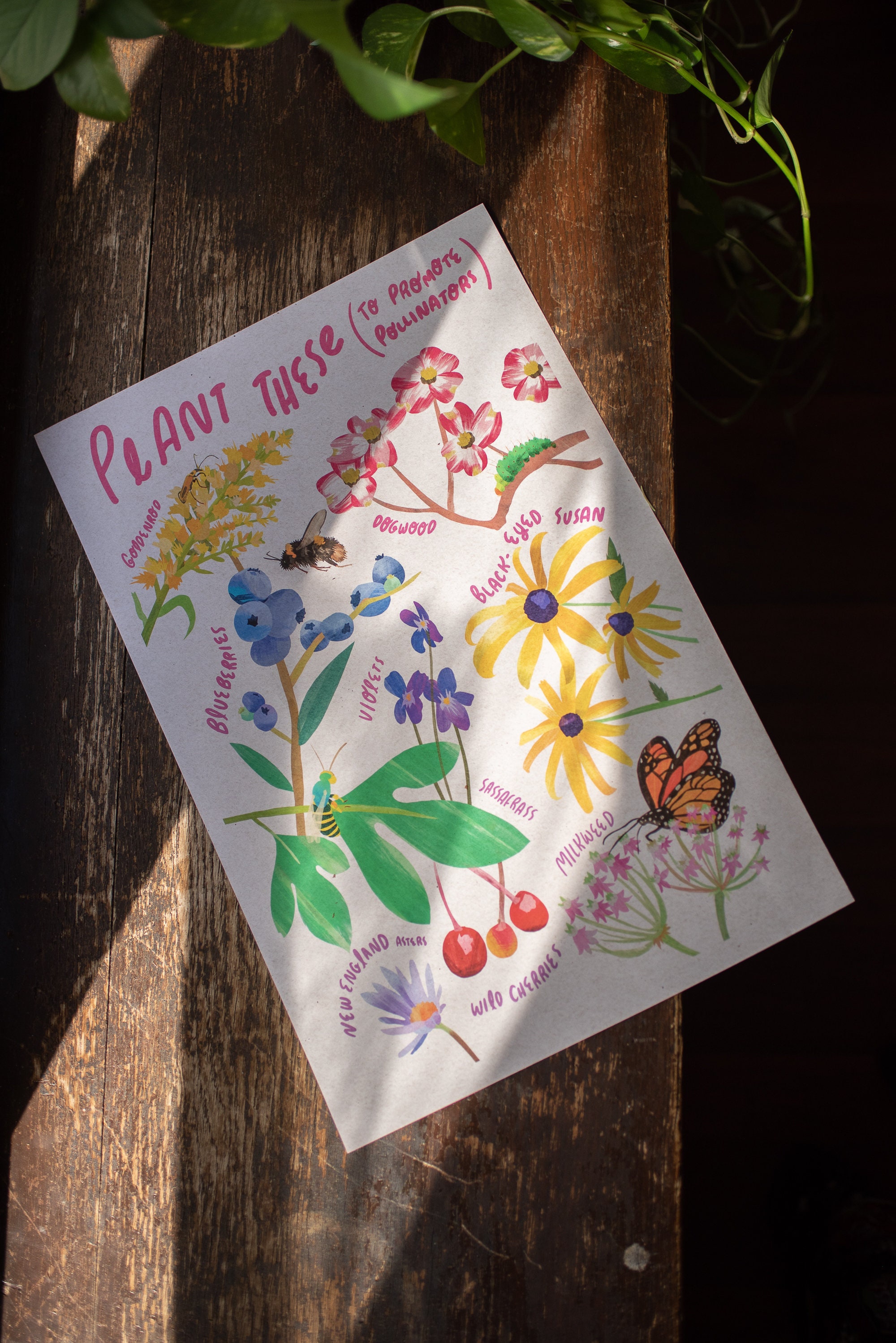 Printable Poster | Midwest Native Pollinator Plants | Educational Wall ...