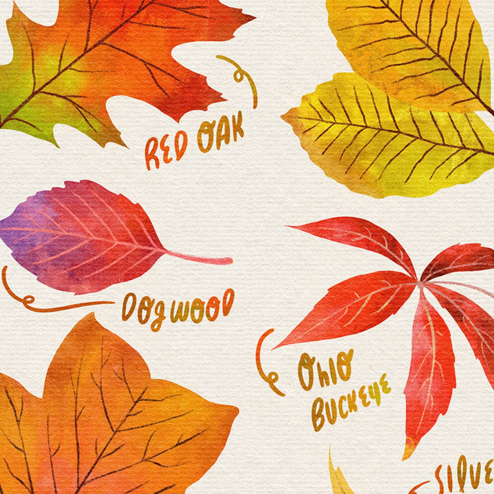 Printable Leaves in Autumn Wall Art | Colorful Leaf Identification ...