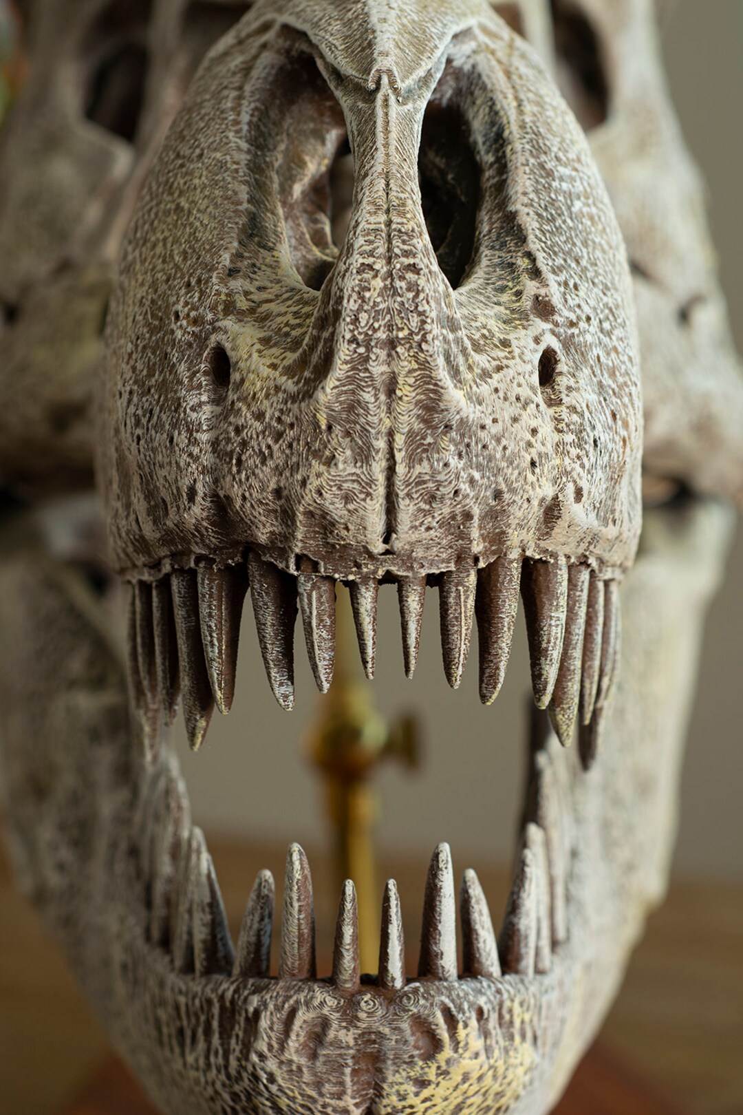 Tyrannosaurus Skull Fossil Replica Real Scan, Museum Quality T-rex ...