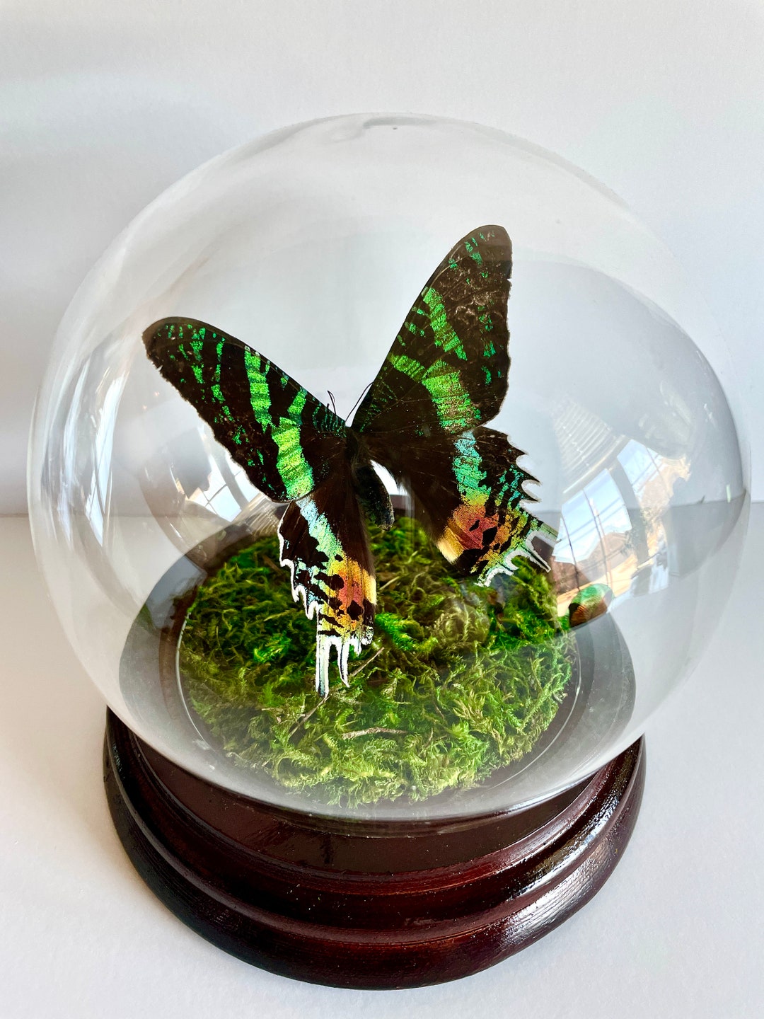A Gorgeous Display of a Real Sunset Moth in a 6.5 Inch by 6 Inch Glass ...