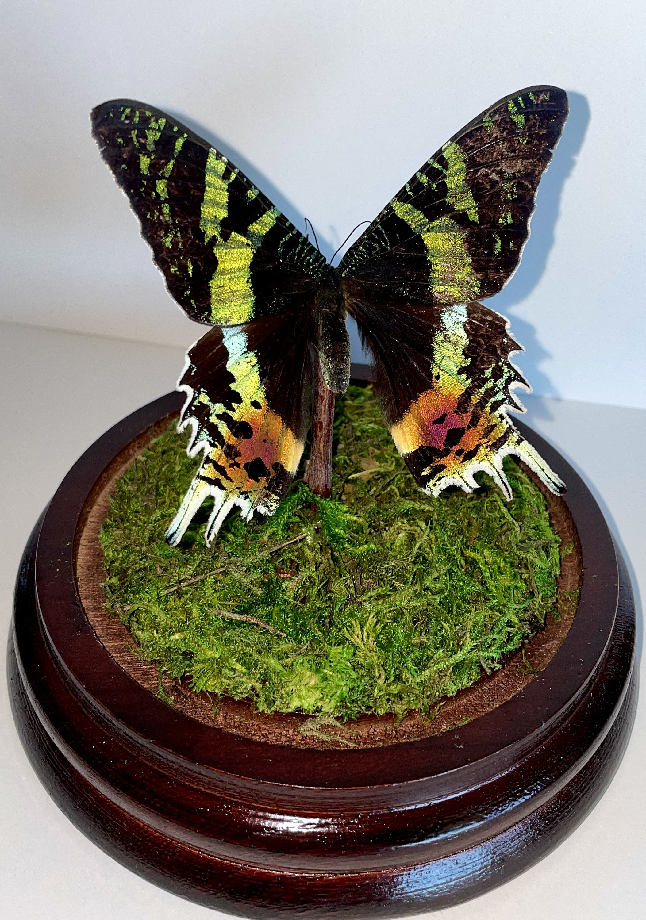 A Gorgeous Display of a Real Sunset Moth in a 6.5 Inch by 6 Inch Glass ...