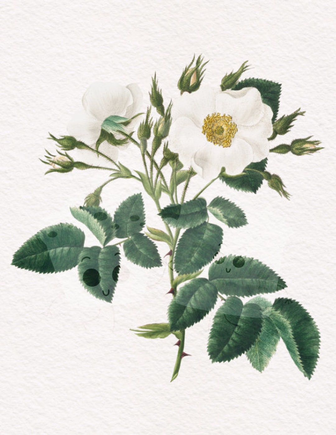 Vintage White Rose Flower Clipart Illustration rosa Alba Digital Image ...