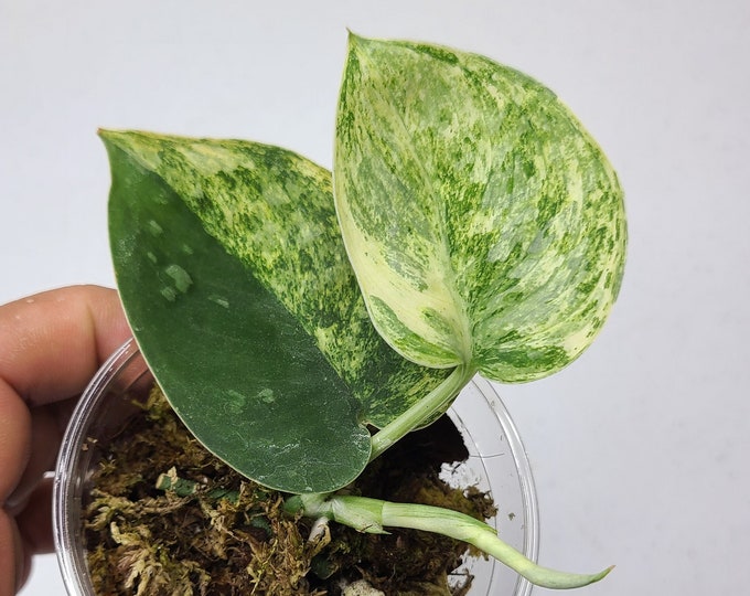 Scindapsus Tembaga | Rare Find - Etsy