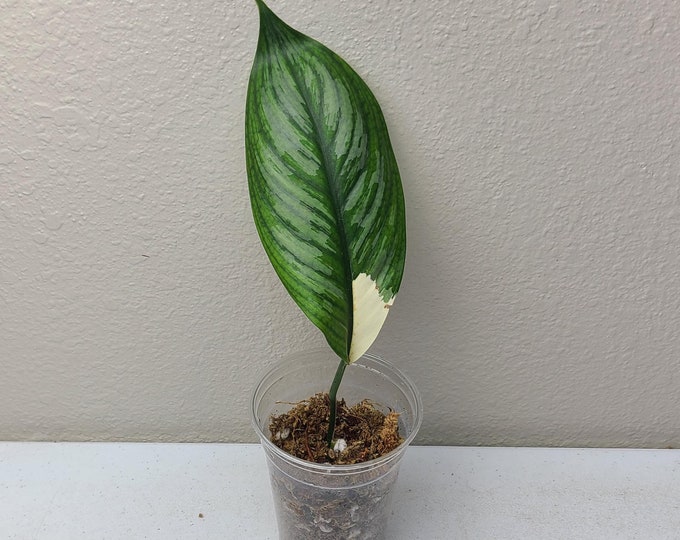 Scindapsus Officinalis Variegated - Etsy