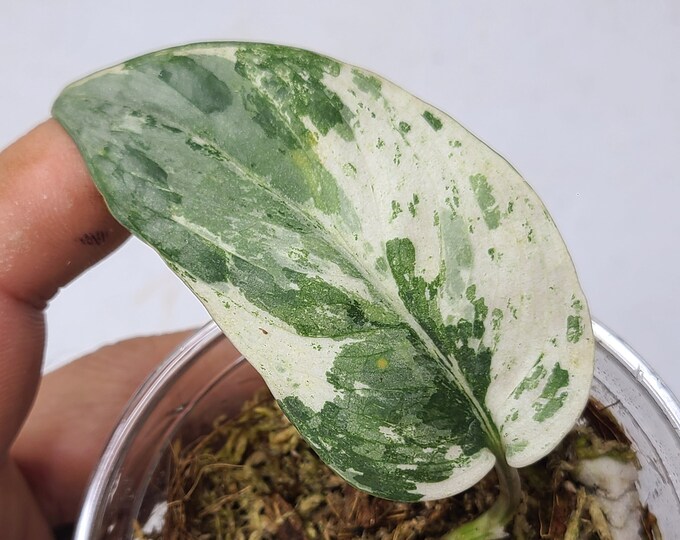 Scindapsus Silver Cloud Variegated Albo | "salamount" - Etsy