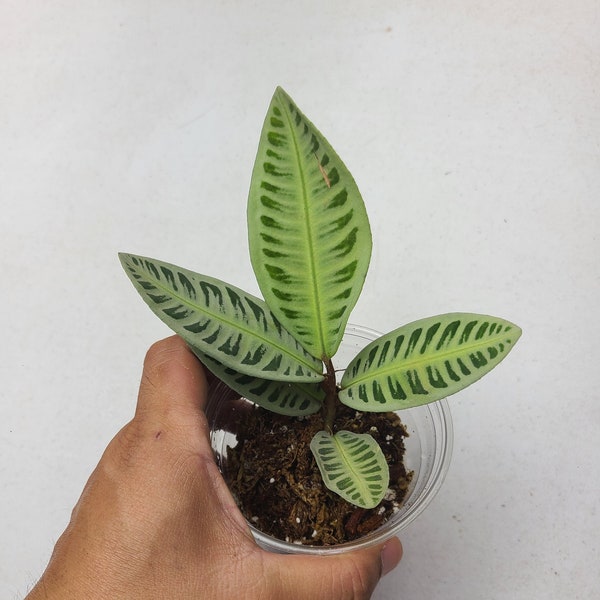Labisia - Etsy