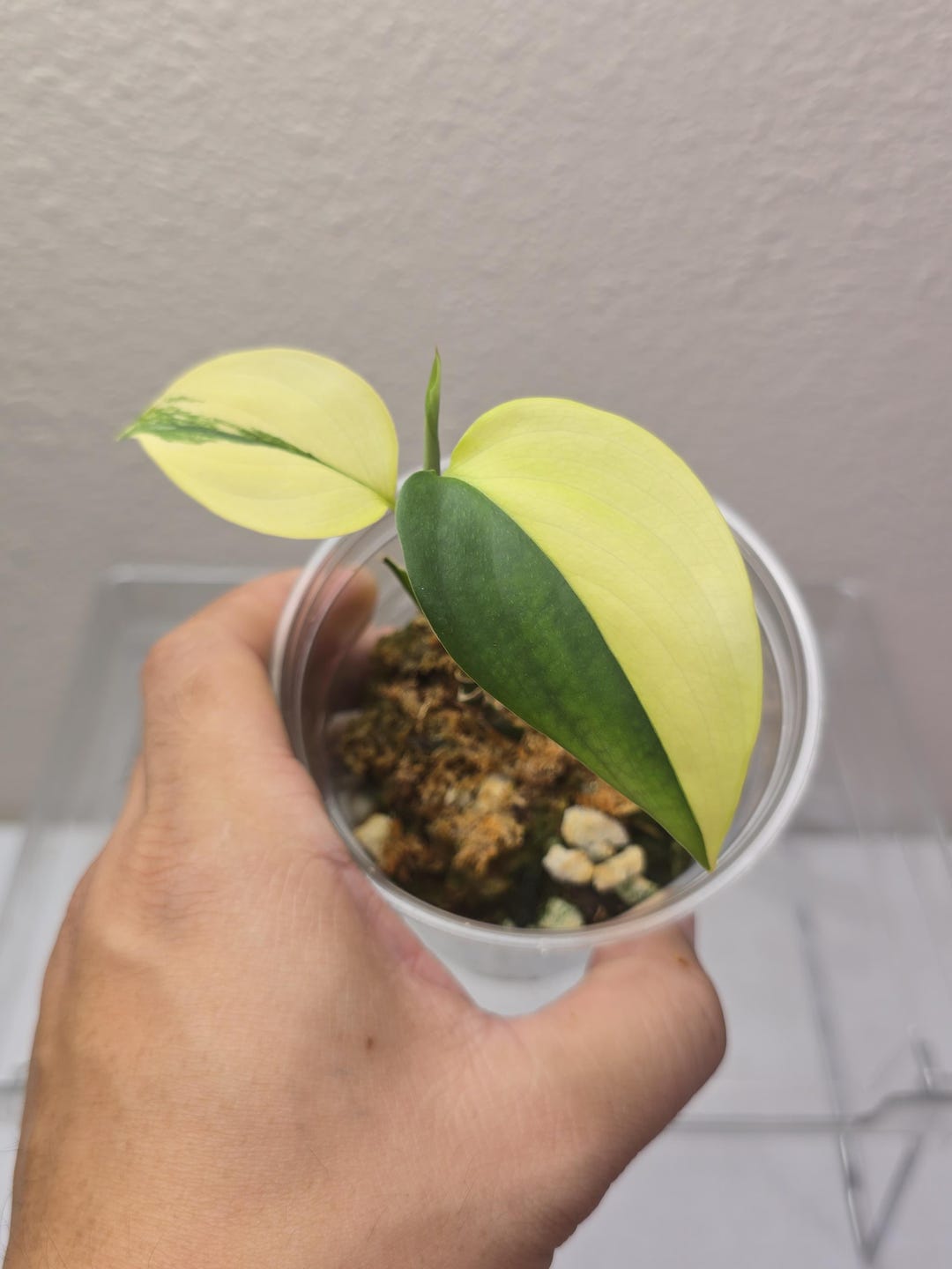 Scindapsus Hederaceus Variegated blue Aurea Salaka - Etsy