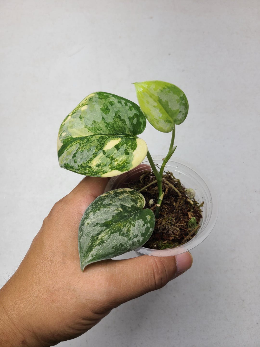 Scindapsus Bakudapati - Etsy