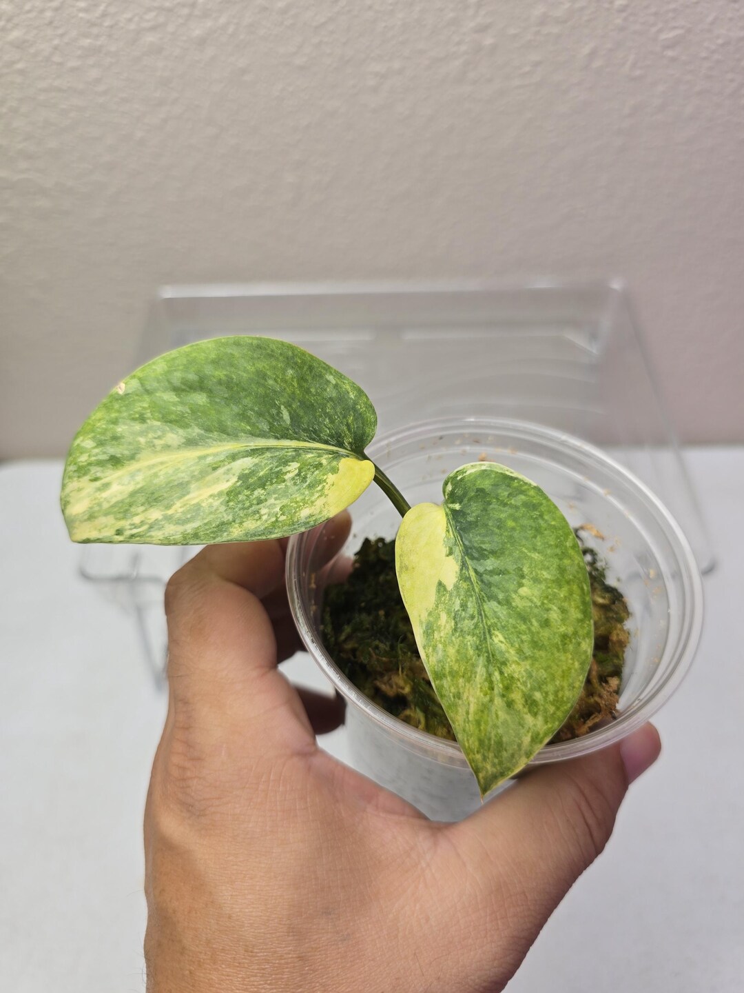 Scindapsus Leopard | Silver Cloud Variegated Variant | Base Cut - Etsy