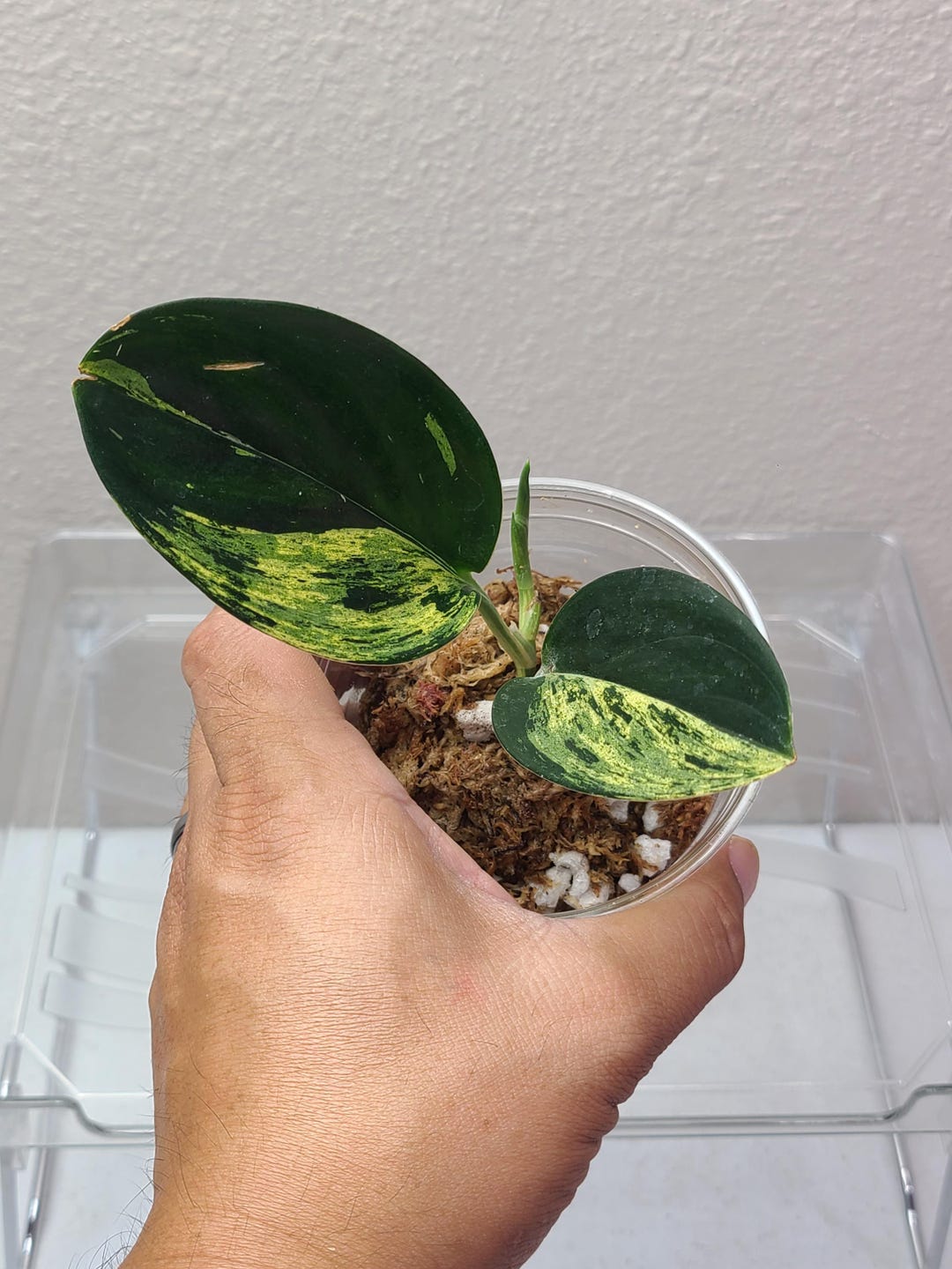 Scindapsus Treubii Dark Form Variegated Aurea - Etsy