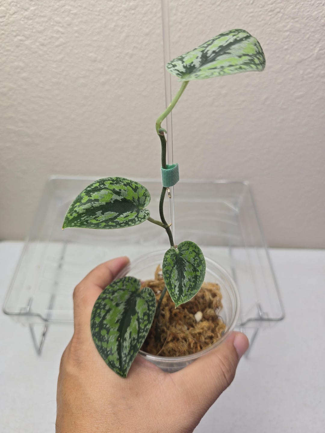 Scindapsus Tricolor Dark Form | Base Cut - Etsy