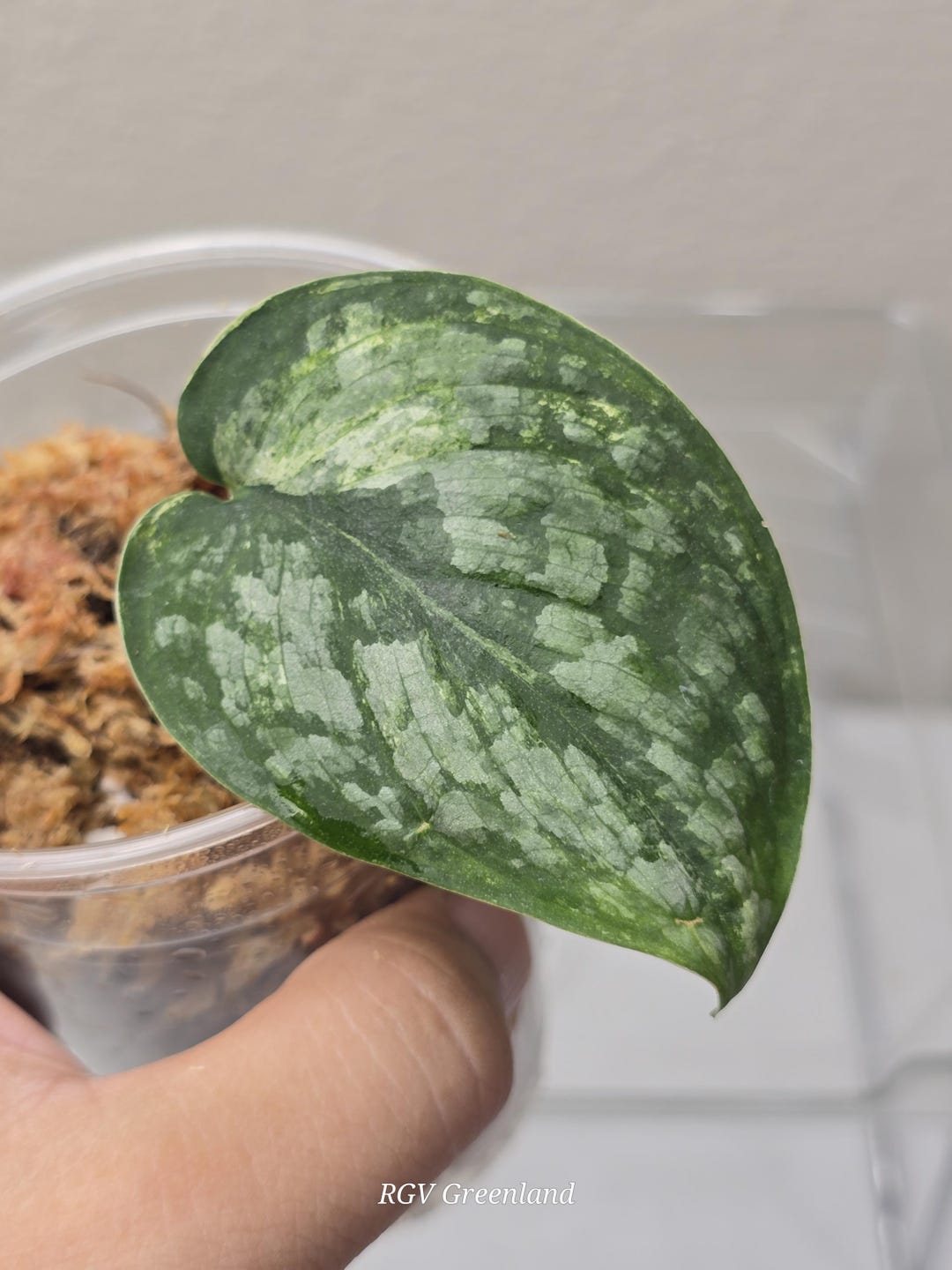 Scindapsus Dark Splash Variegated - Etsy