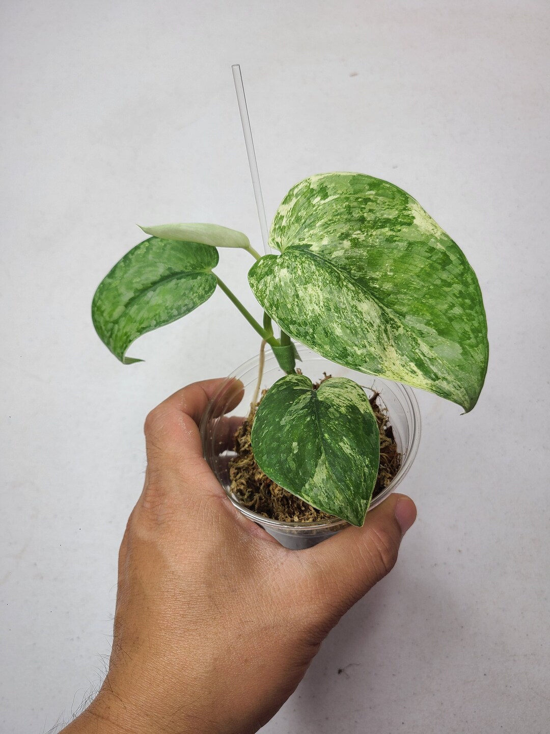 Scindapsus Halimoon - Etsy