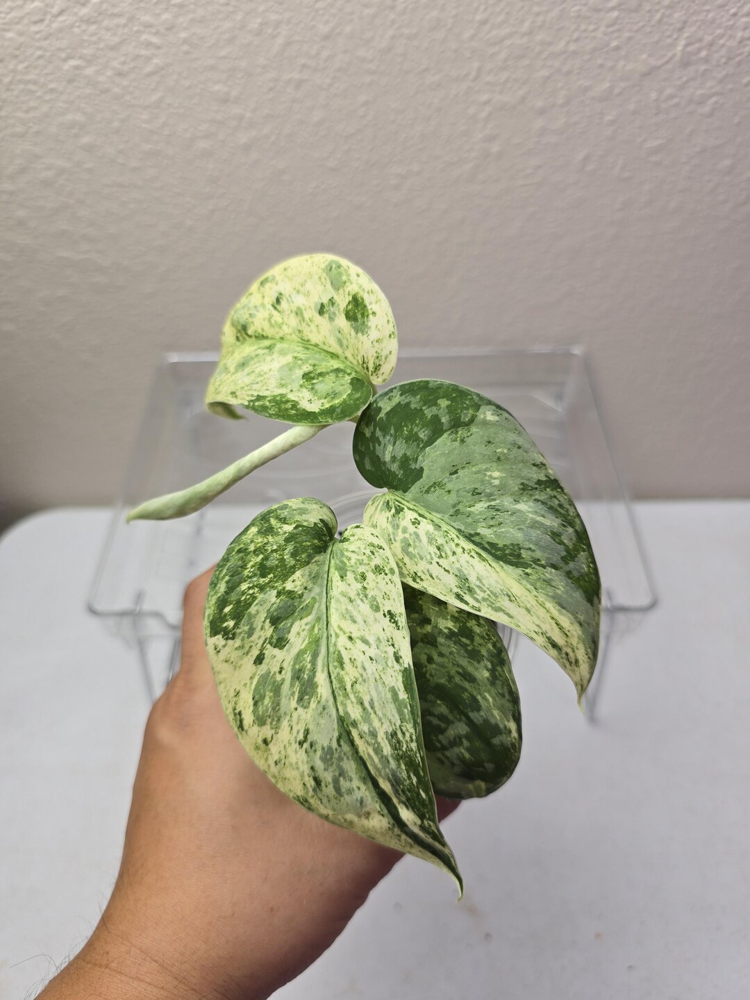 Scindapsus Exotica Bahorok - Etsy