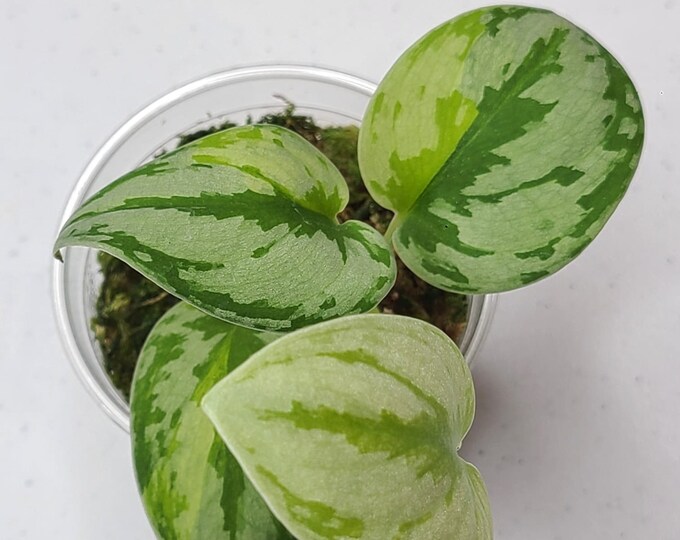 Scindapsus Yupa Variegated | Very Rare Find | Free USPS Express ...