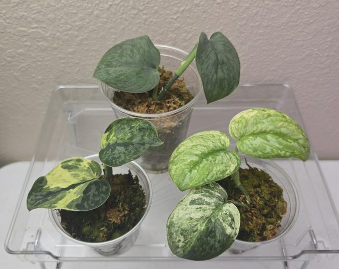 Scindapsus Bundle | Halimoon + Silver Splash Variegated + Silver Tattoo ...