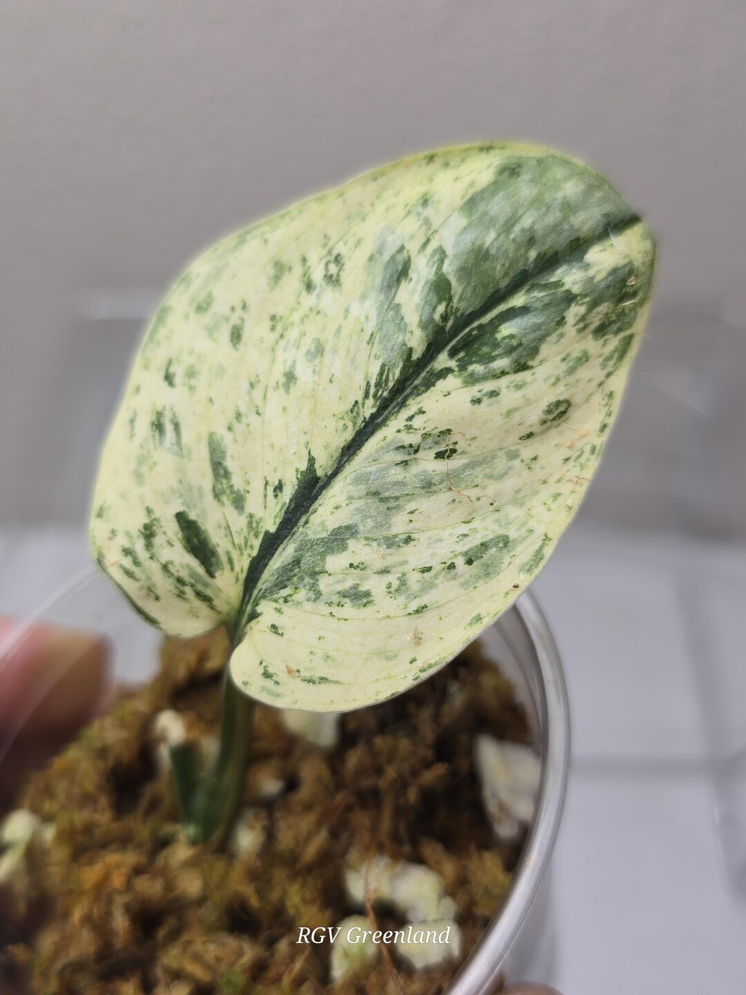 Scindapsus Salamount or Silver Cloud Variegated Albo - Etsy