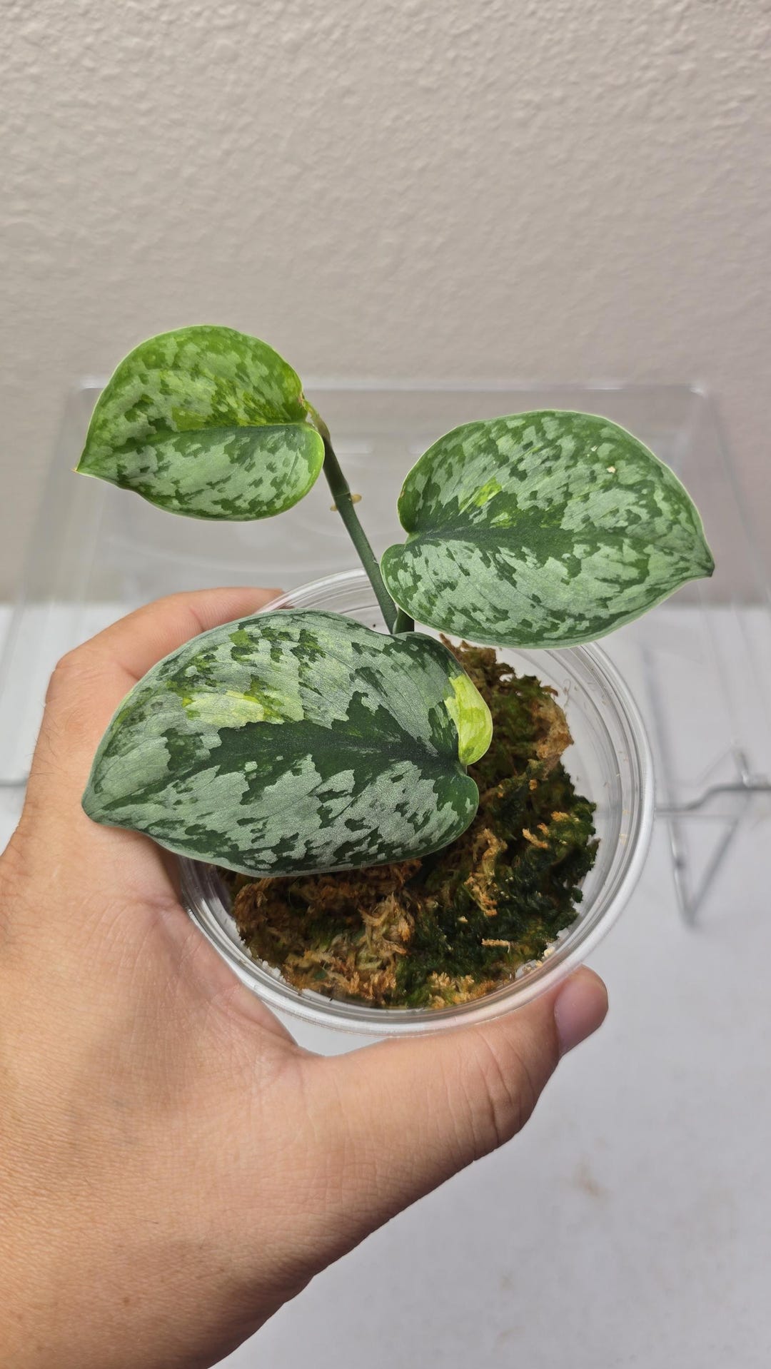 Scindapsus Geulis - Etsy