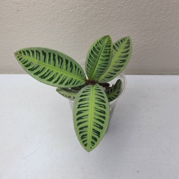 Labisia - Etsy