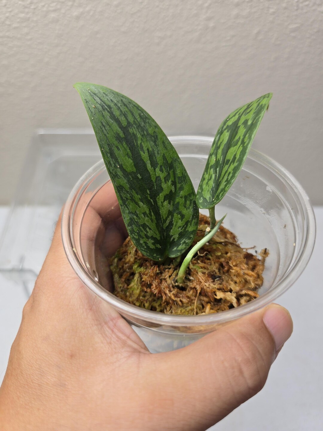 Scindapsus Army Green 2 Growths - Etsy