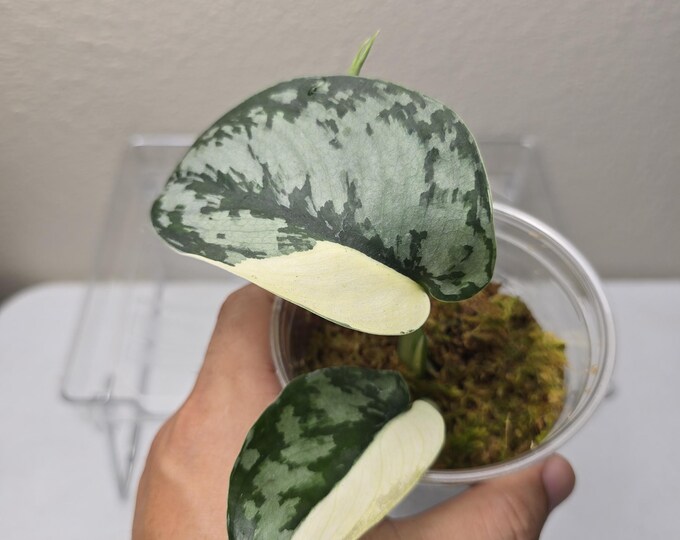 Scindapsus Mariposa - Etsy