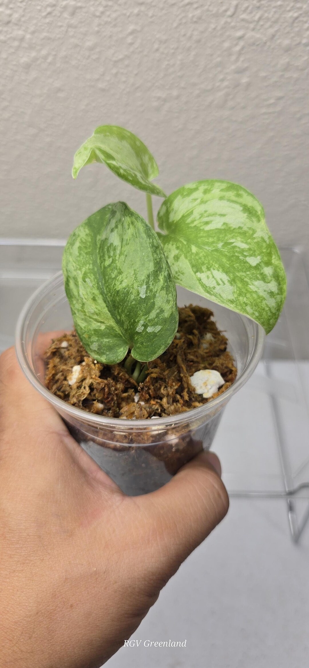 Scindapsus Argy Blue Sky - Etsy